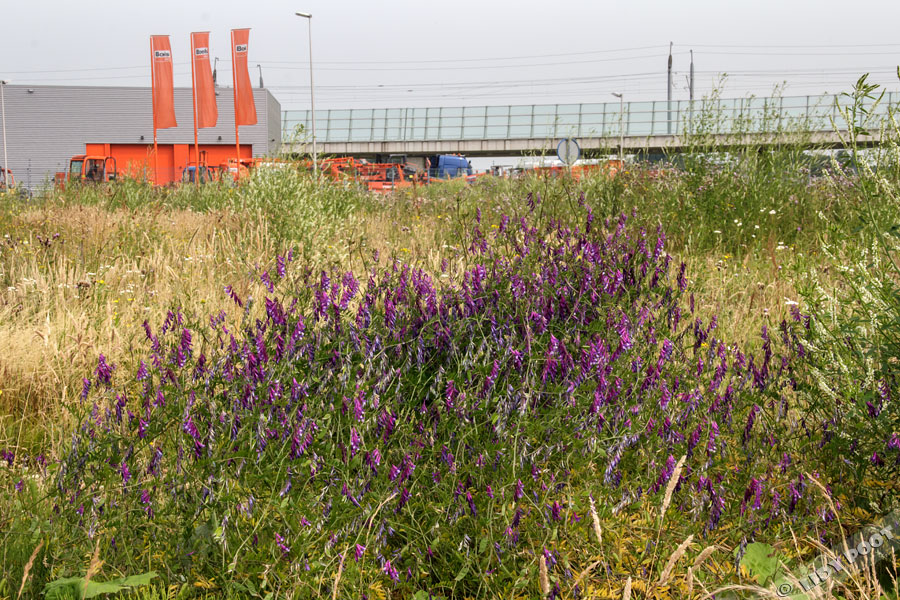 Bonte wikke - Vicia villosa - Helder roze wilde bloemen