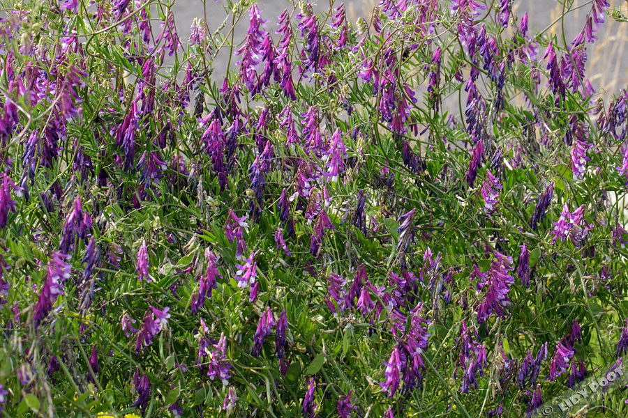 Bonte wikke - Vicia villosa - Helder roze wilde bloemen