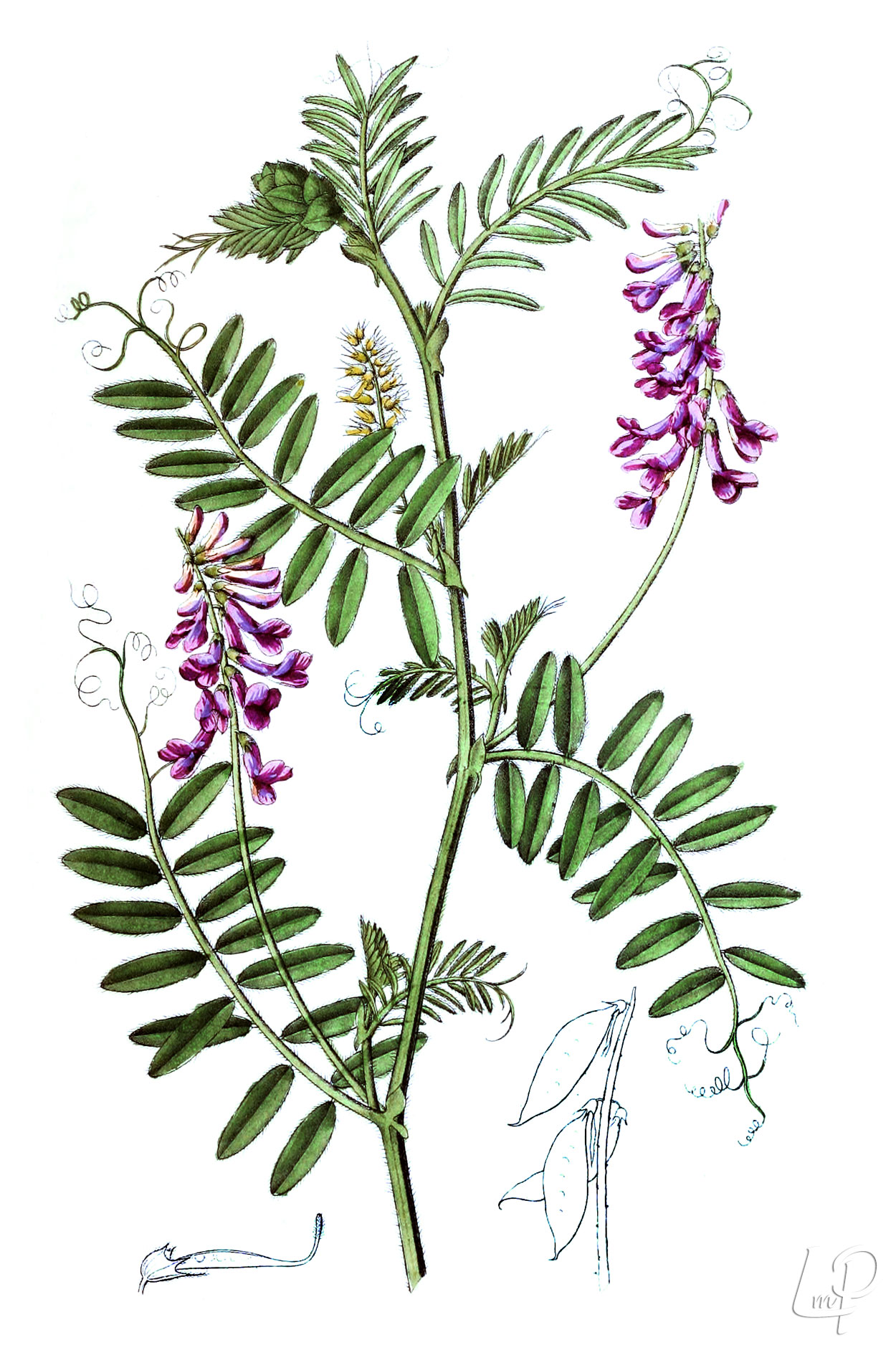 Bonte wikke - Vicia villosa - Helder roze wilde bloemen