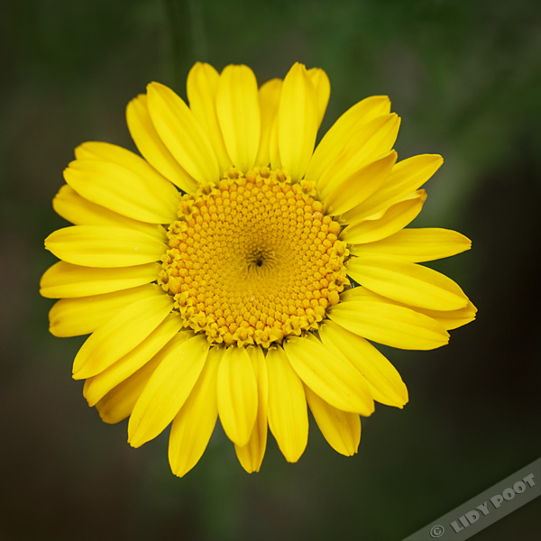 Gele kamille - Anthemis tinctoria - Gele wilde bloemen