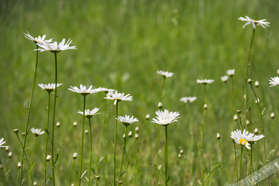 Gewone margriet - Leucanthemum vulgare (Chrysanthemum leucanthemum ...