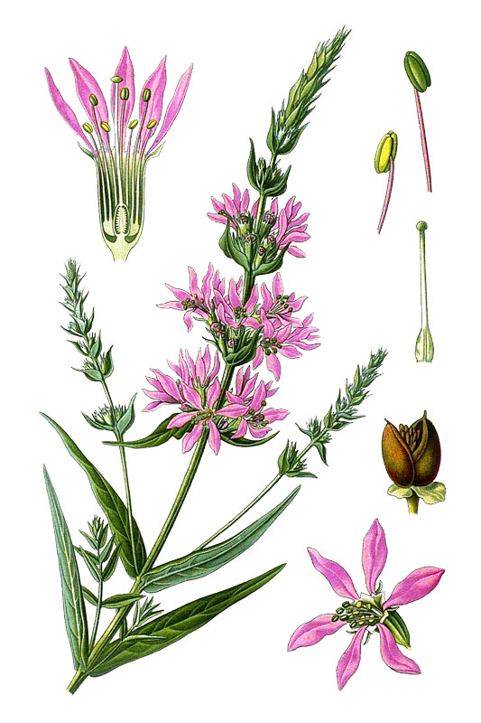 Grote kattenstaart - Lythrum salicaria - Helder roze wilde bloemen