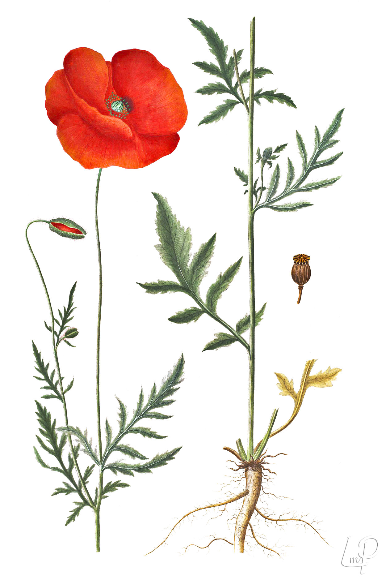 Grote klaproos - Papaver rhoeas - Rode wilde bloemen