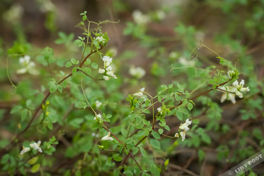 Rankende helmbloem - Ceratocapnos claviculata - Gele wilde bloemen